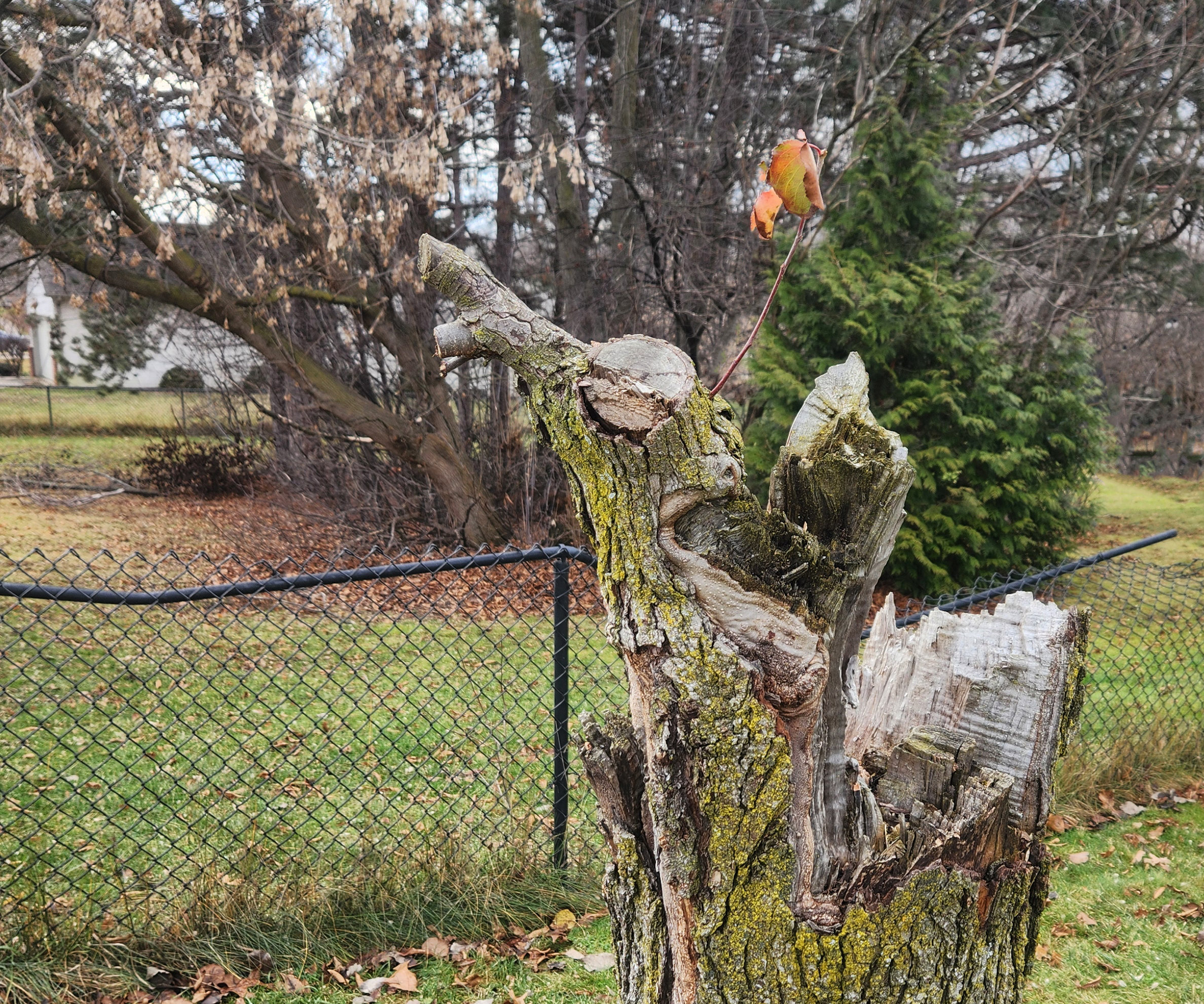 A Hope-filled Sprig | Cruciform Stuff