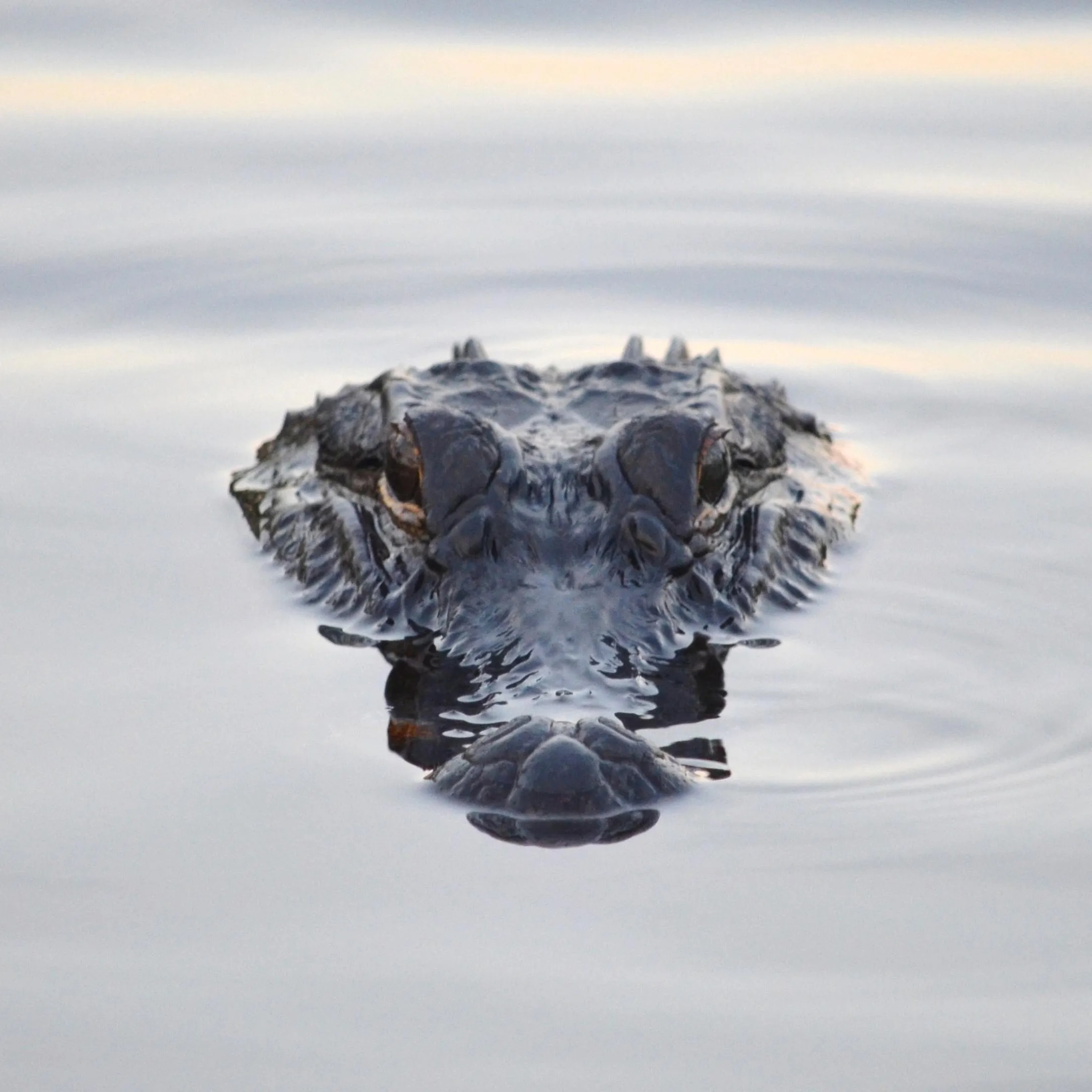 God Knows What He’s Doing | Cruciform Stuff